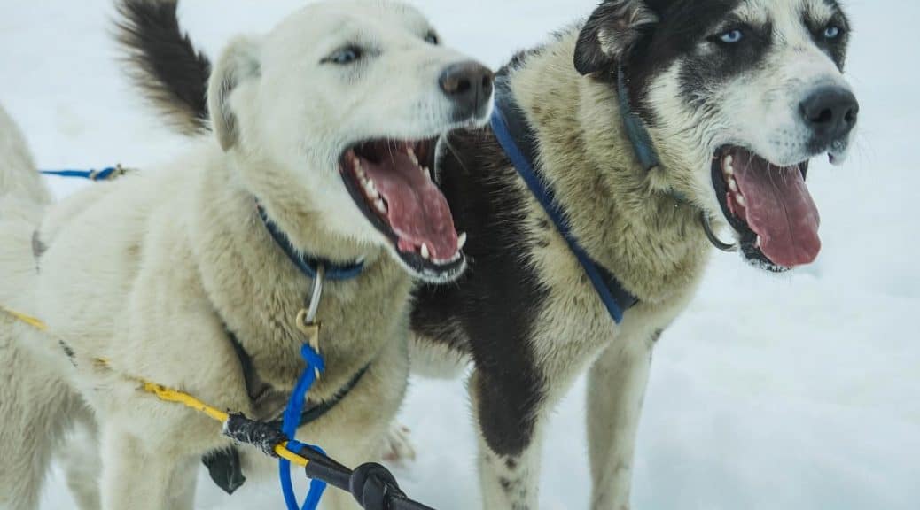 Why Is My Dog Eating Poop? (Coprophagia) – Happy Fit Dog