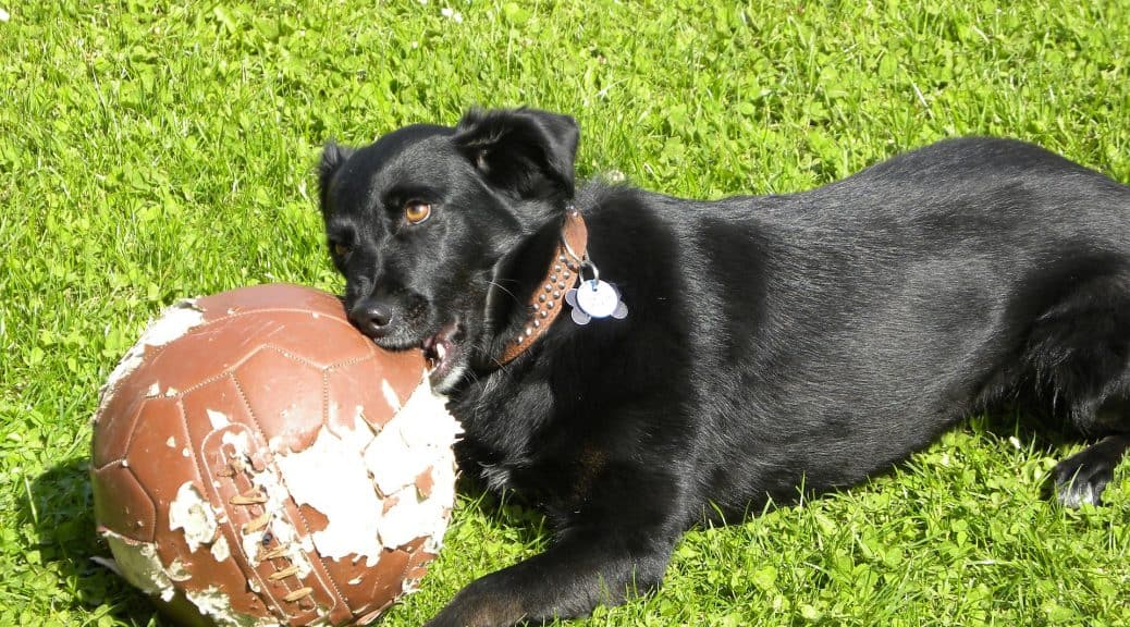 9 Most Common Dog Behavior Problems - Happy and Healthy Dogs