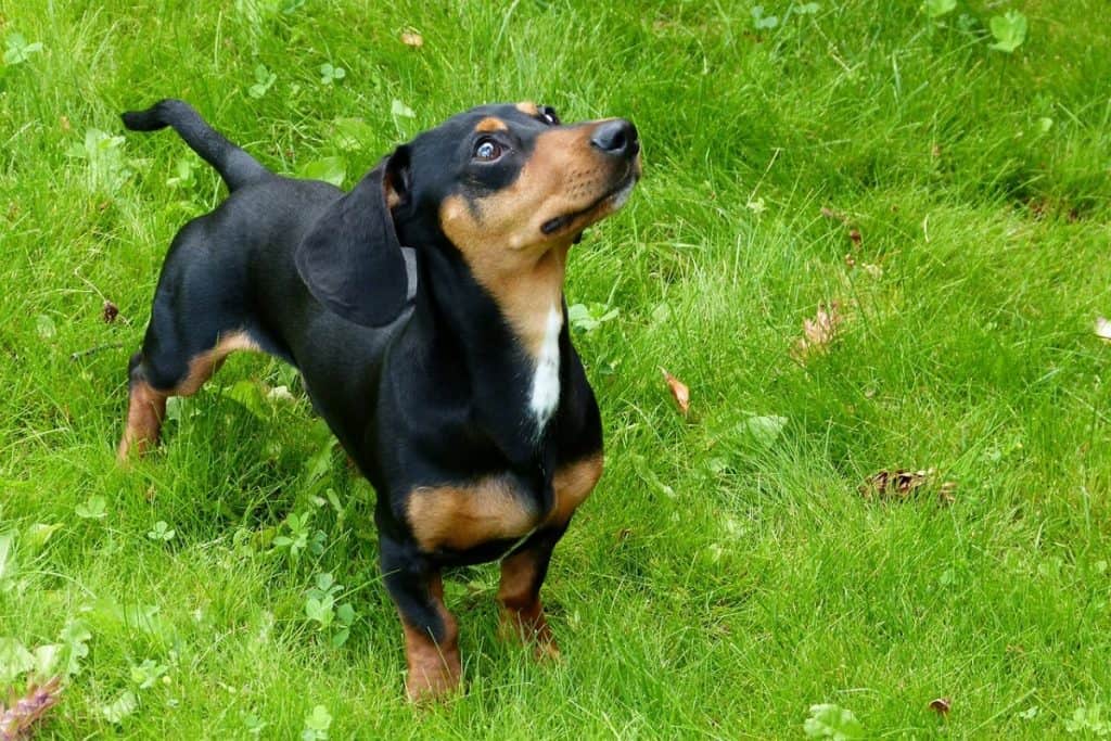 Dachshund Eating Poop. Reasons Why and What to Do About It – Happy Fit Dog
