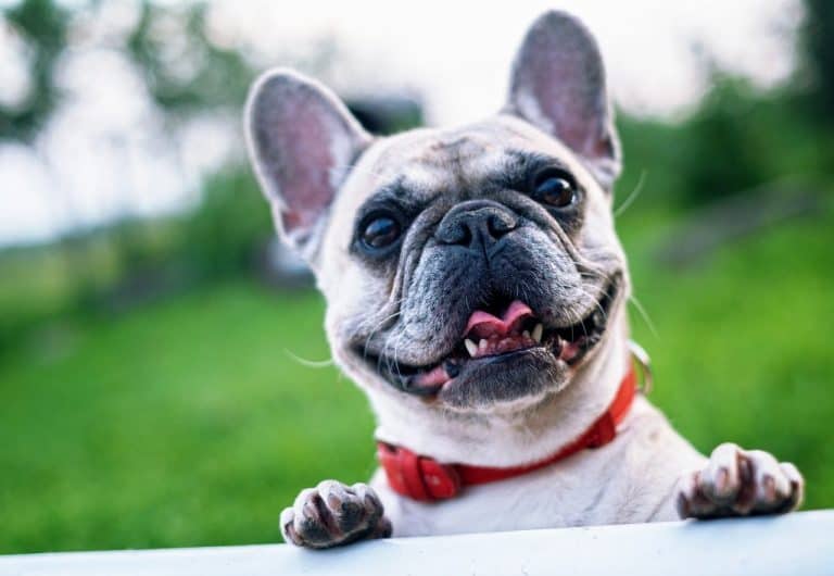 Aggressive French Bulldog Training: How It Works