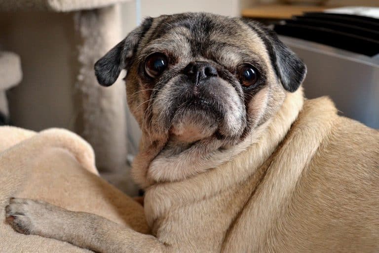 How To Stop A Dog From Rolling In Poop Happy Fit Dog how-to-stop-a-dog-from-rolling-in-poop-happy-fit-dog