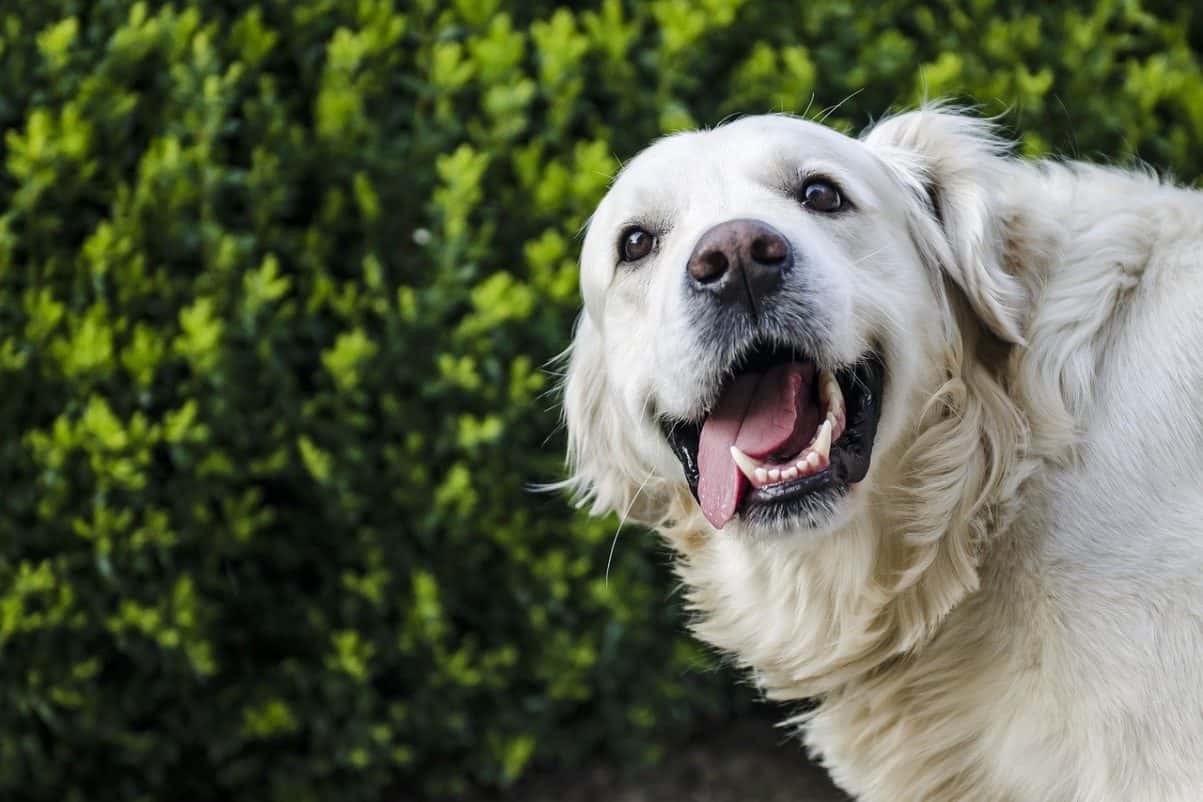 My Dog Ate Poop How Do I Clean His Mouth Find Out Here Happy Fit Dog my-dog-ate-poop-how-do-i-clean-his-mouth-find-out-here-happy-fit-dog
