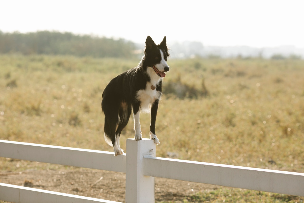 Why Is My Dog Breaking the Wooden Fence and How to Stop It?