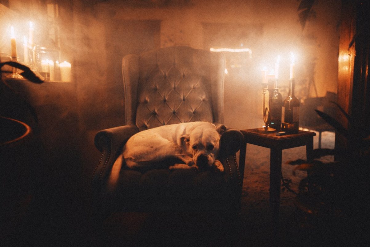Why Is My Dog Freaking Out At Night Learn The Answer why-is-my-dog-freaking-out-at-night-learn-the-answer