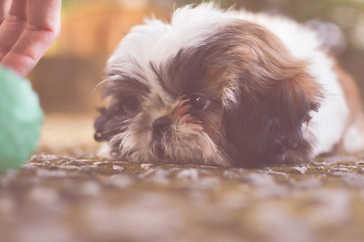 Shih Tzu Eye Problems. What You Need To Know